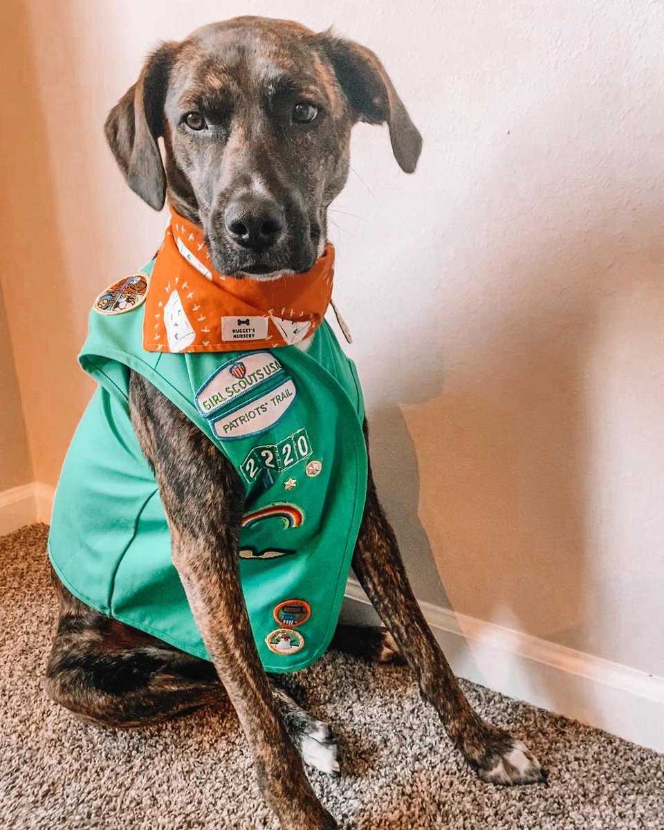 This Is Scout A Dog Dog