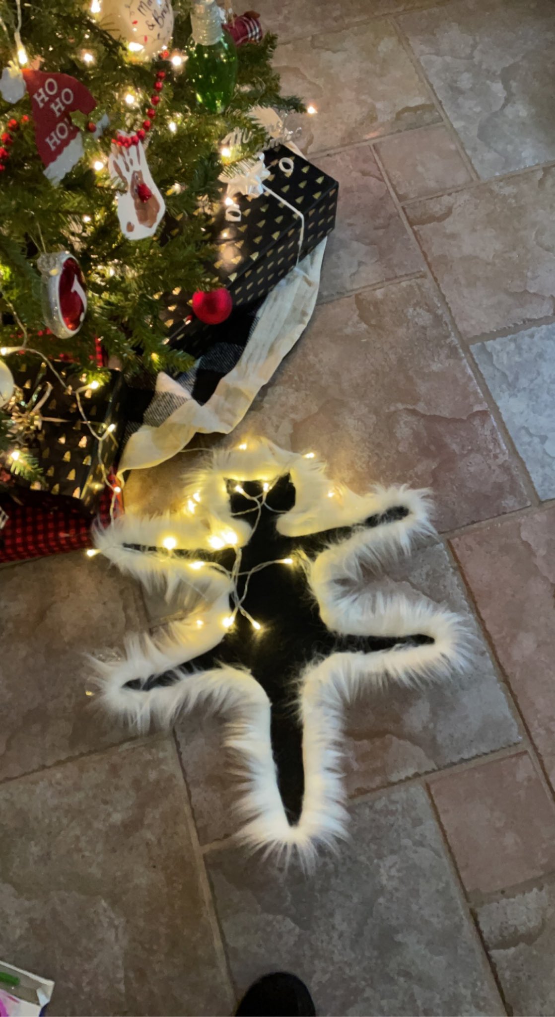 Christmas Vacation Cat