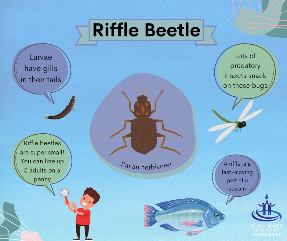 Riffle Beetle Larvae