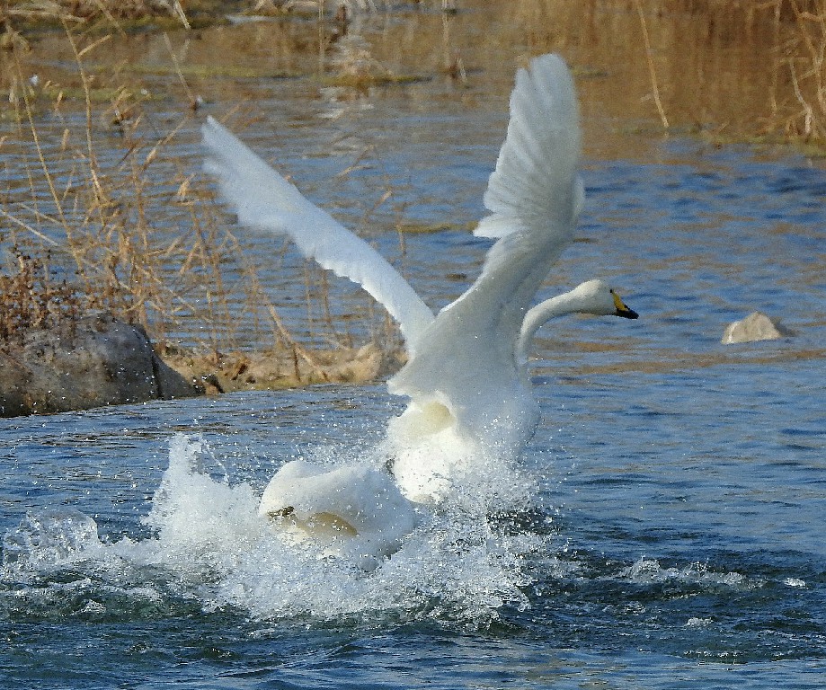CNPC on Twitter: "📷🐦Are you a shutterbug? The Qingshui River in #Beijing's Miyun district is a ...