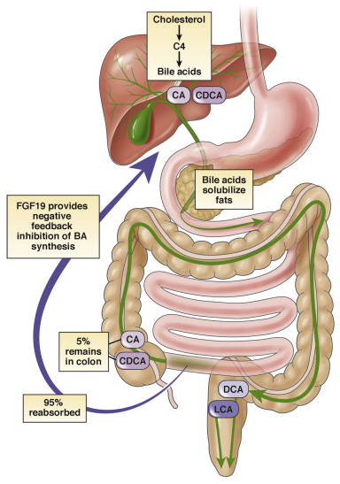 Terminal Ileum