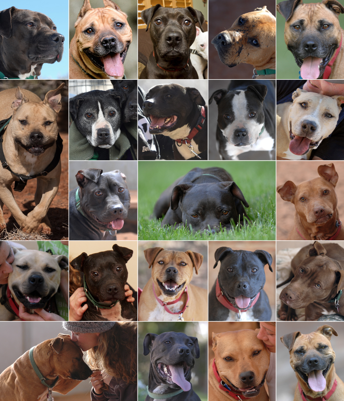 Can Michael Vick Have A Dog