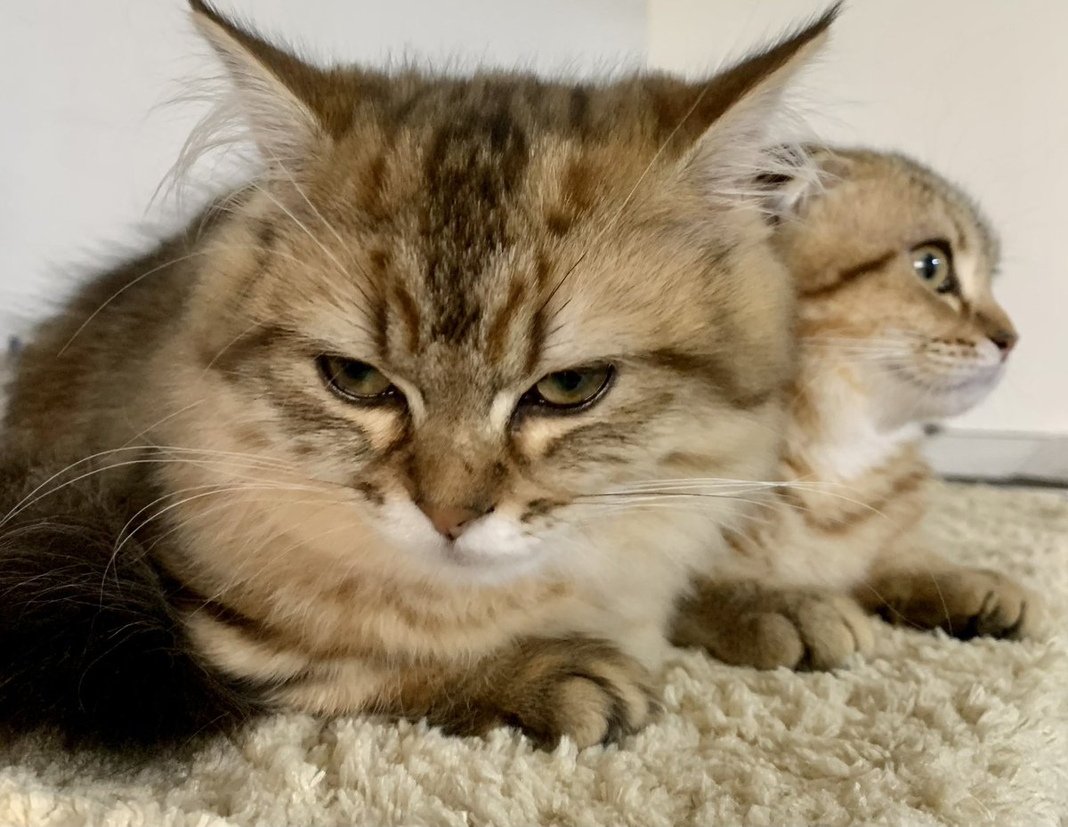 ビールねこ (@BEER_neko2) | Twitter