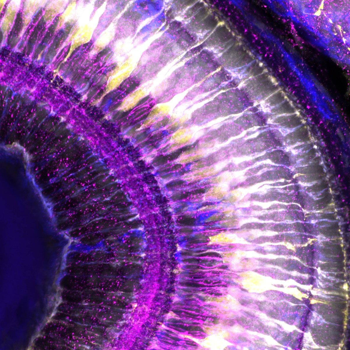 Euro Bioimaging