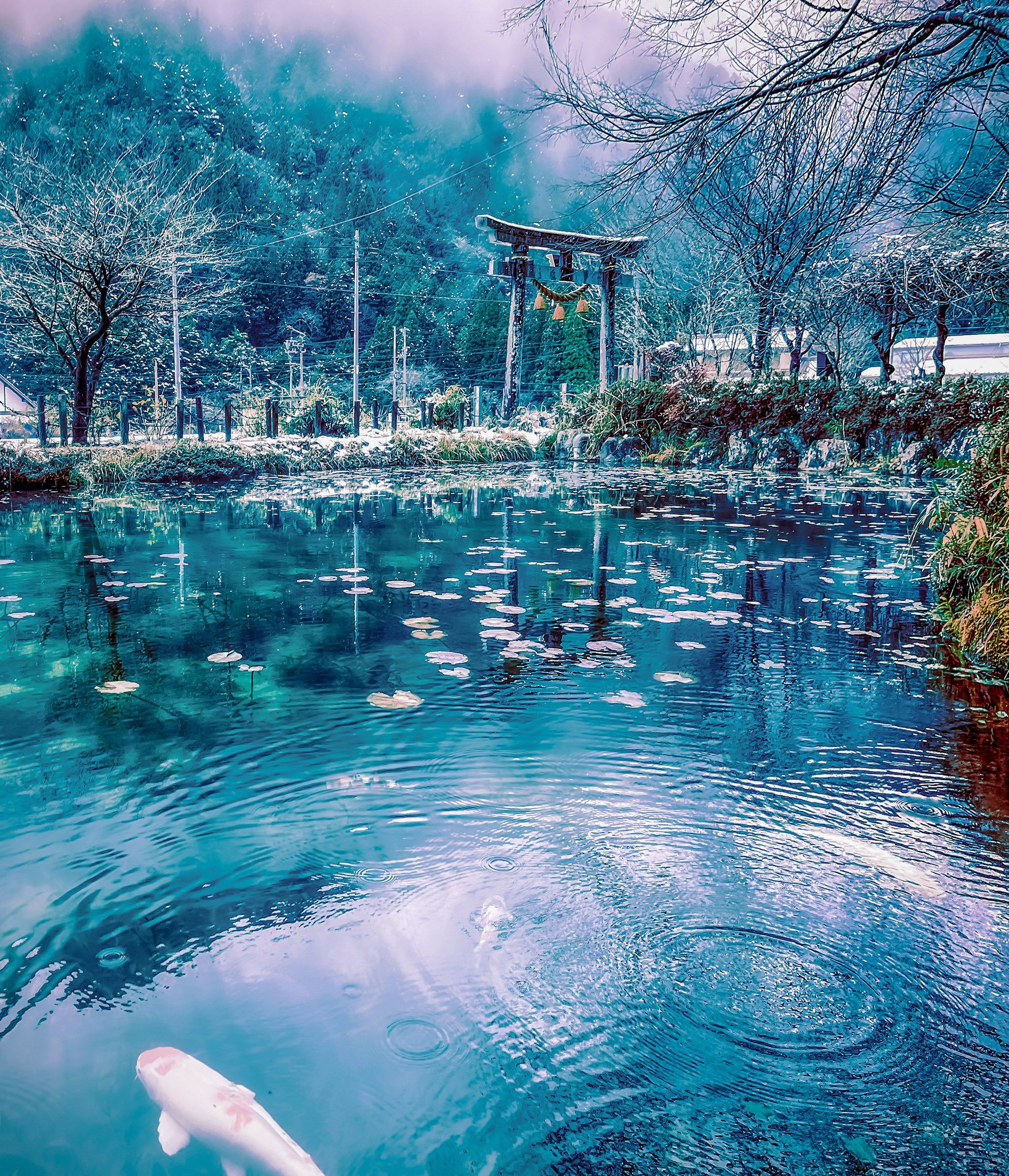 Kanata on Twitter: "冬のモネの池が美しすぎた。 https://t.co/BbvNAGdsjg" / Twitter