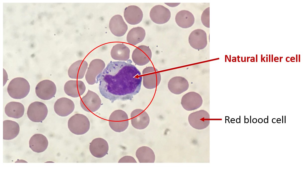Natural Killer Cells Microscope
