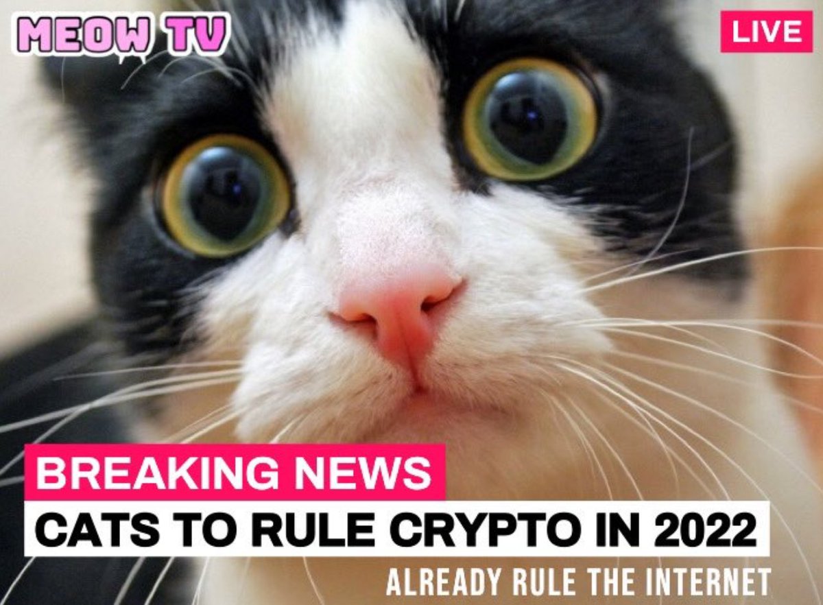 Cate Coin Meme Page on Instagram (@cate_coin) | Twitter