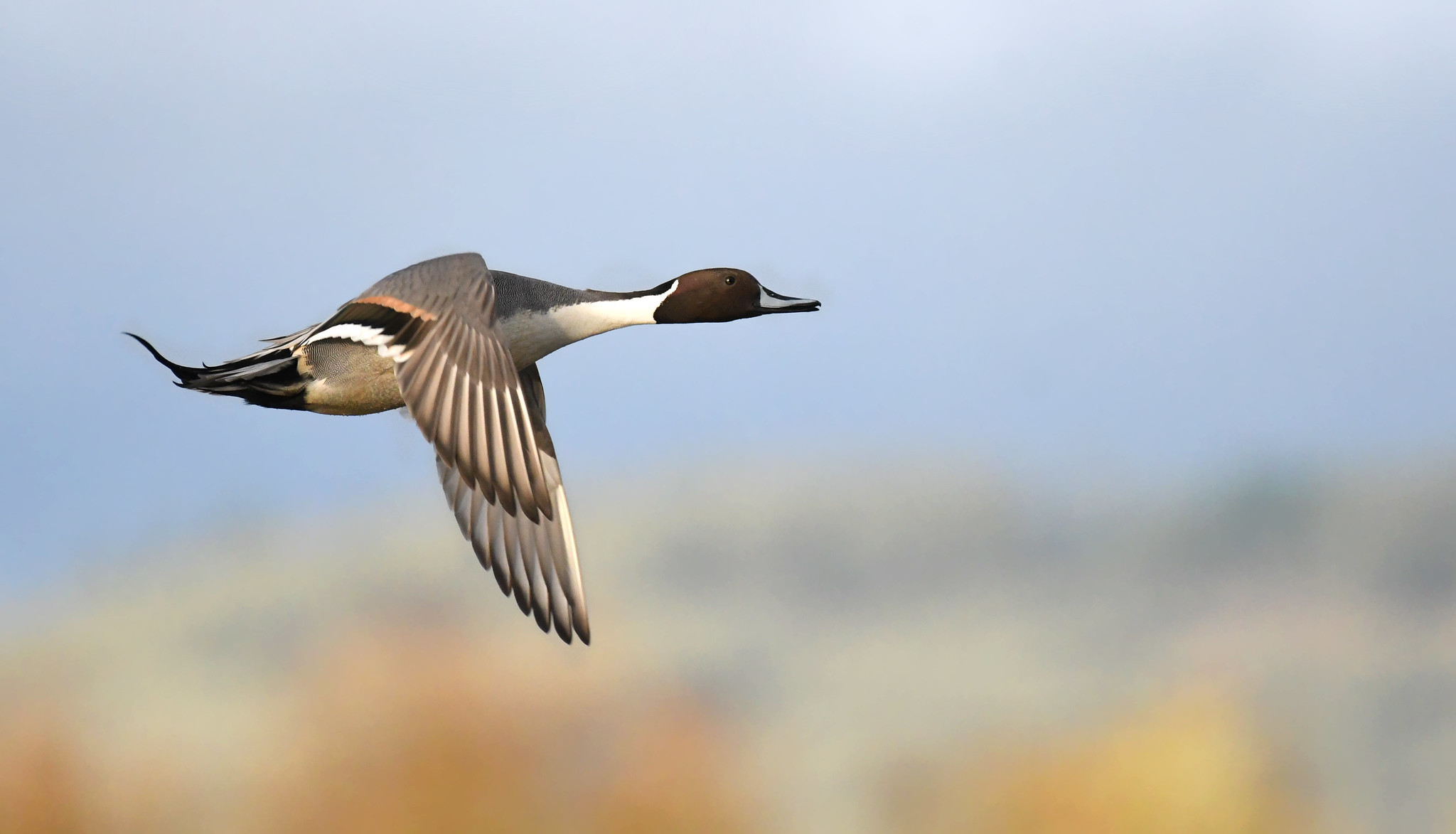 Pintail Wallpaper