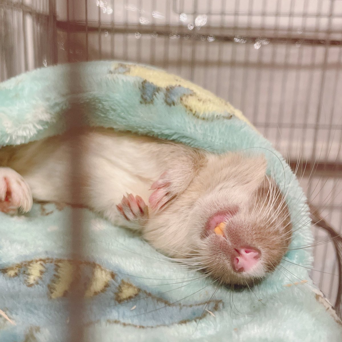 モリコ (@morico_design) | Twitter