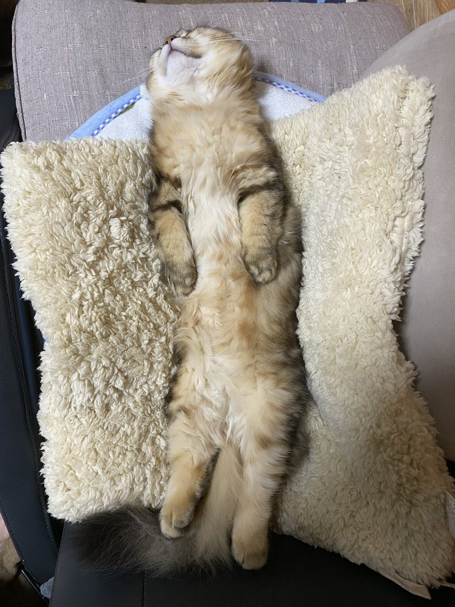 ビールねこ (@BEER_neko2) | Twitter