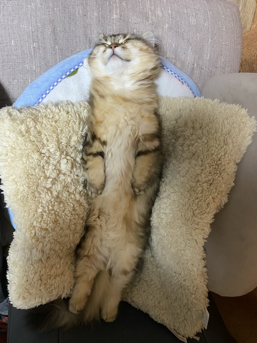 ビールねこ (@BEER_neko2) | Twitter