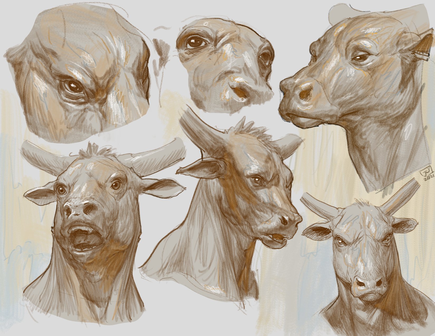 Minotaur Head Drawings