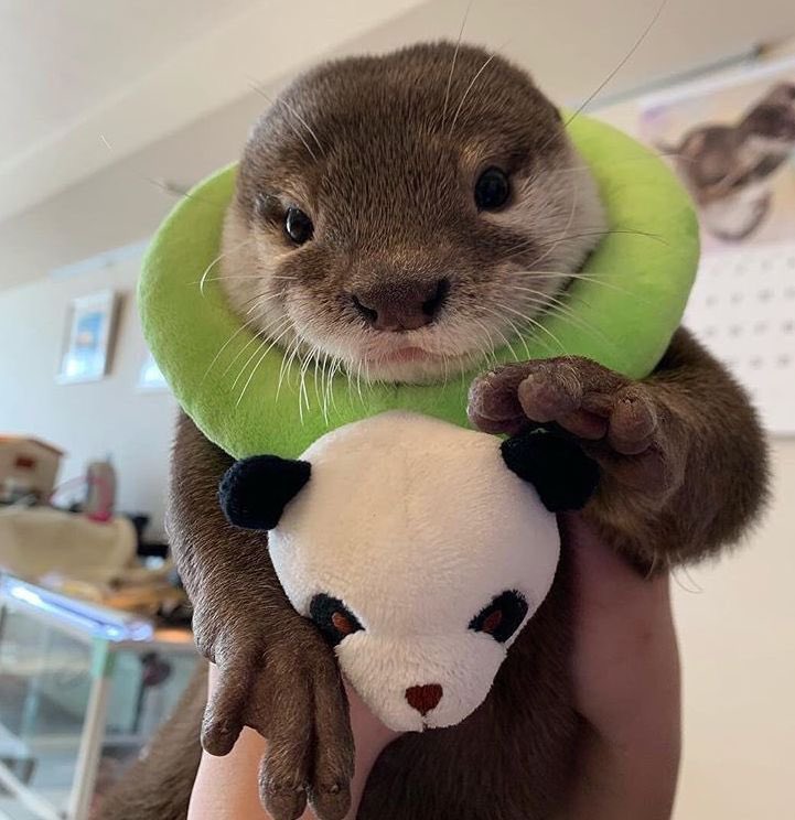 🌷 azalea fairy ⁷ streaming set me free ☀️さんの人気ツイート（リツイート順） - ついふぁん！