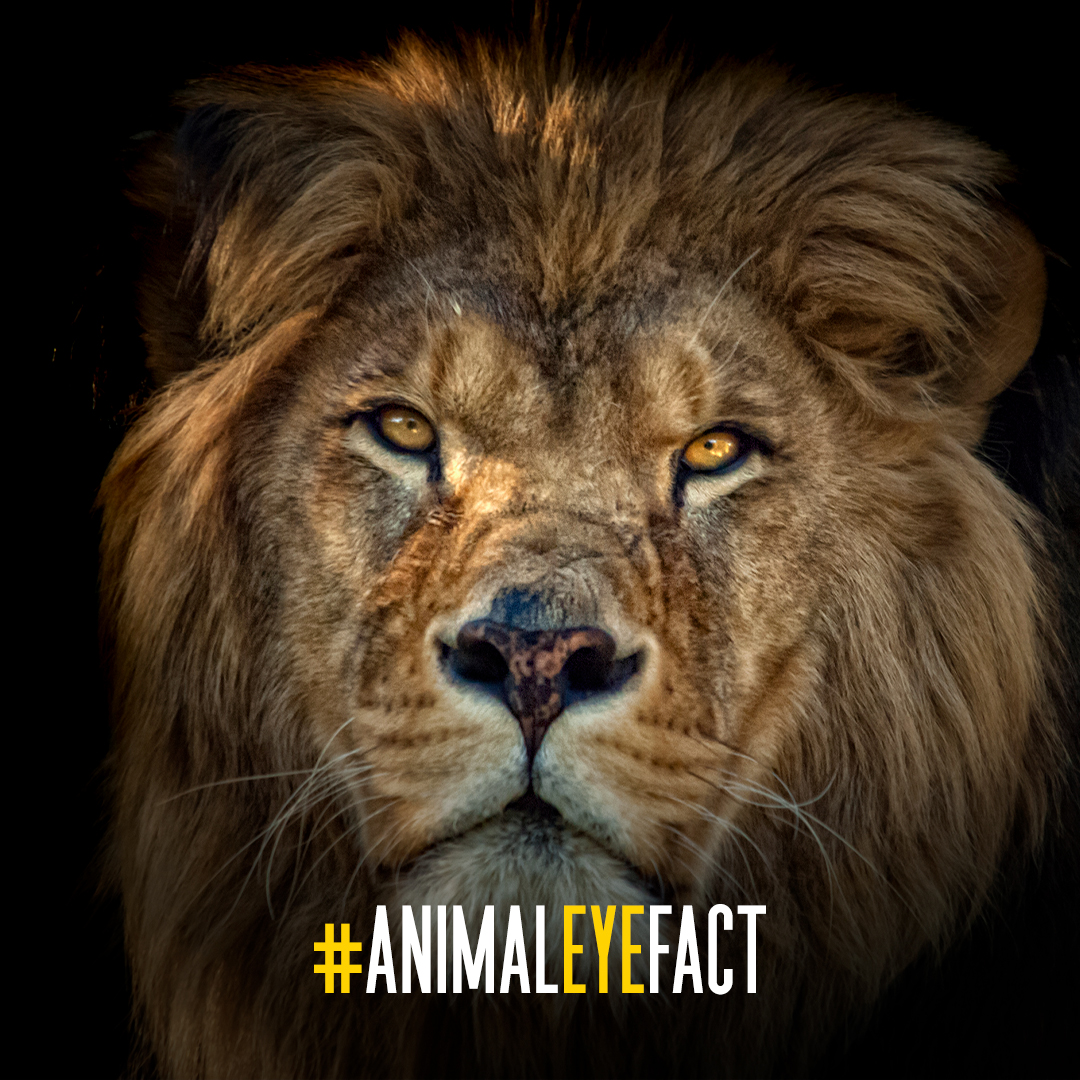 Mean Lion Face