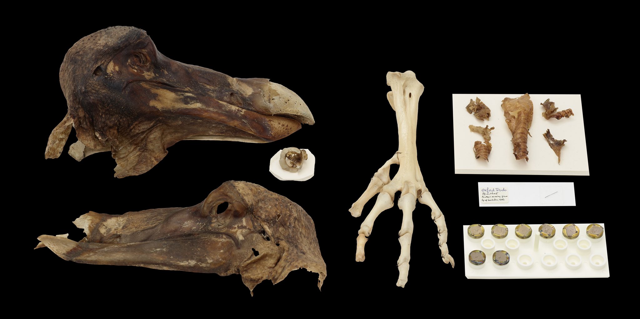 Dodo Bird Fossils