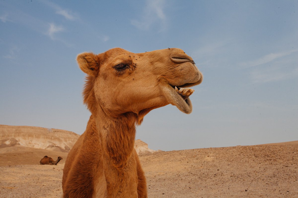 Happy Camels In Desert