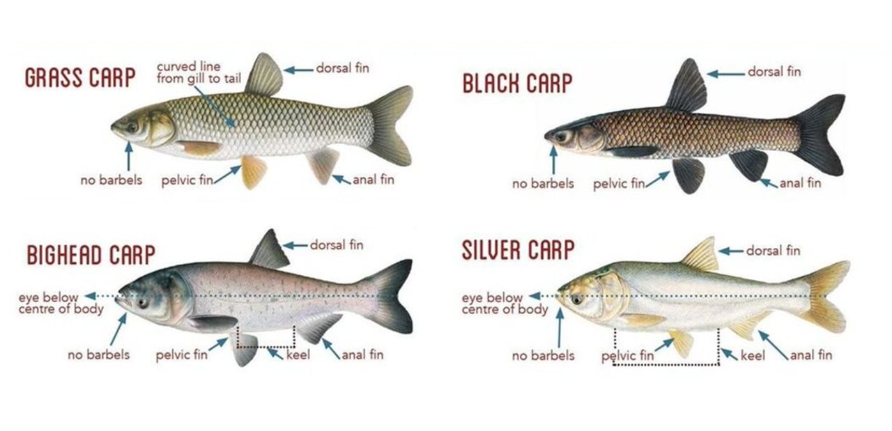 Grass Carp Diagram