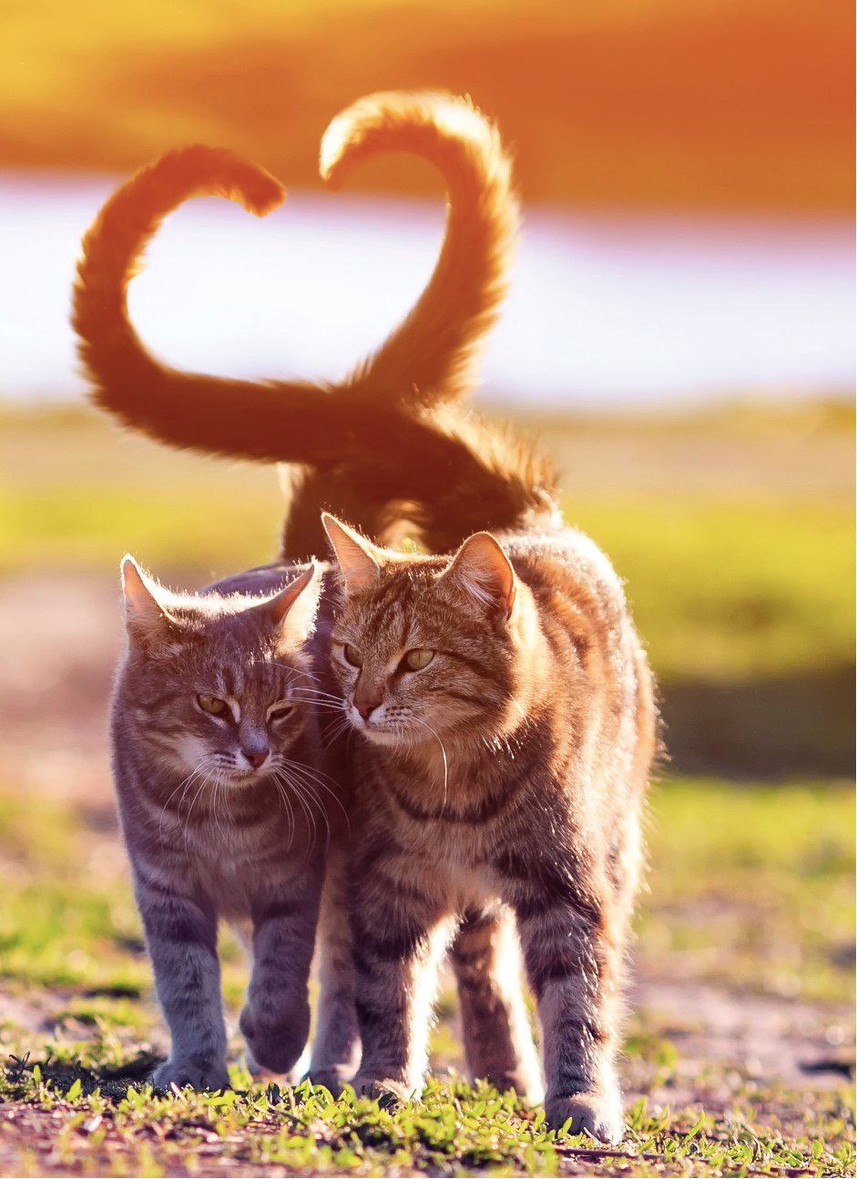Two Cats Walking Together