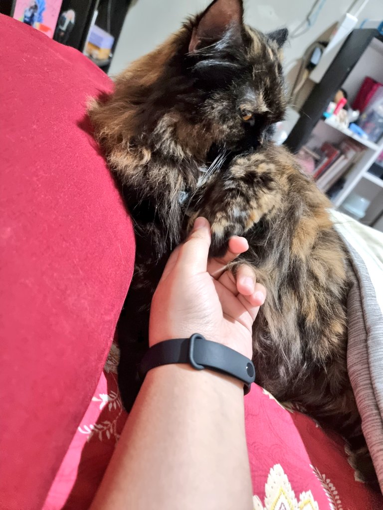 vegan suet for the soul (@parasuet) | Twitter