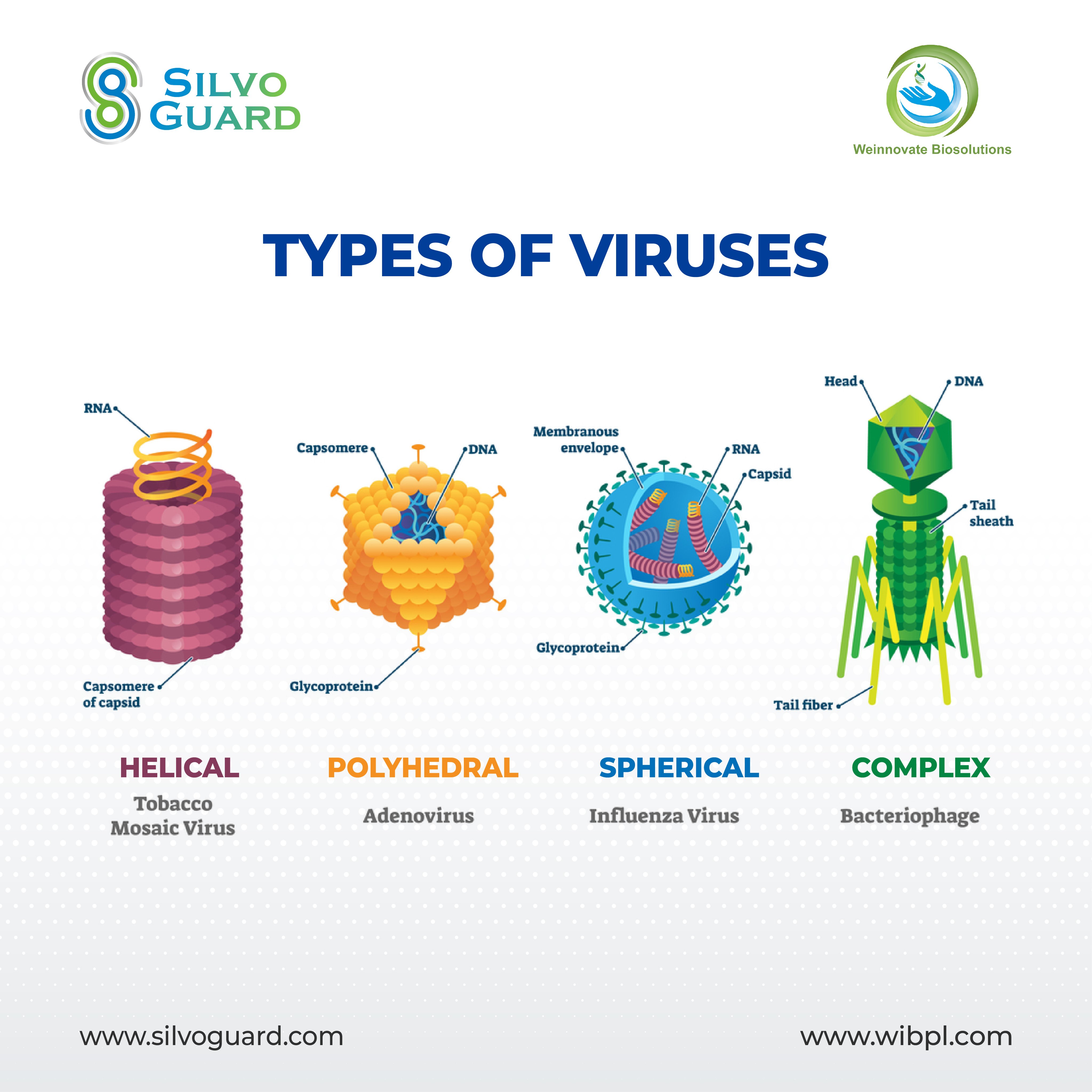 Virus Model Labeled