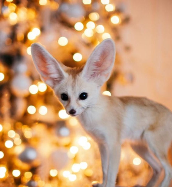 Fennec Fox Pup Wallpaper