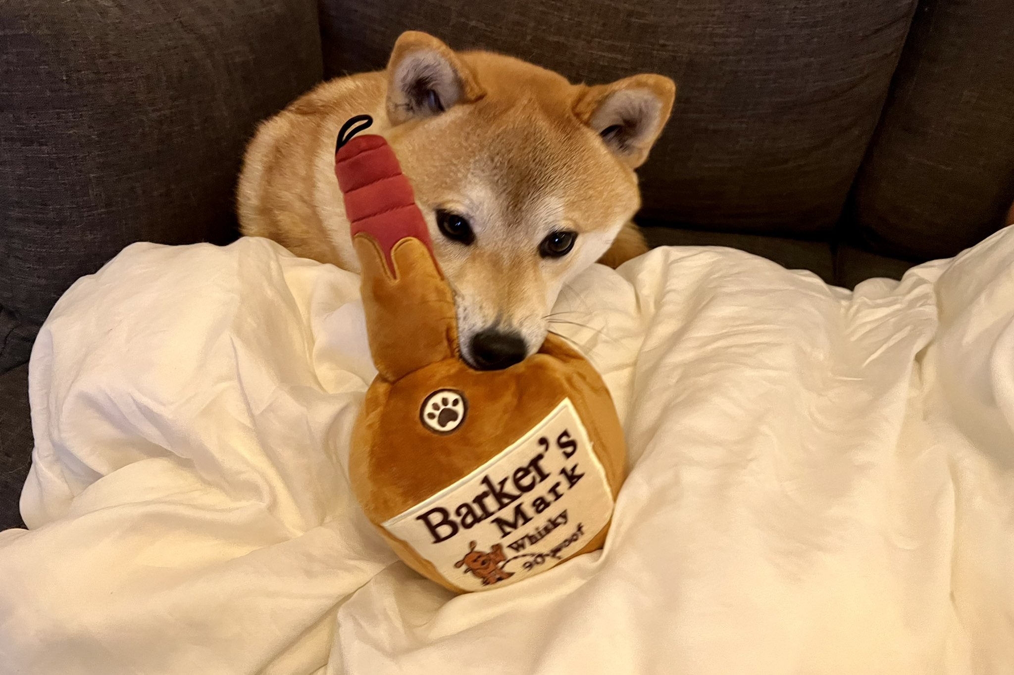 Can A Shiba Inu Eat Human Cookies