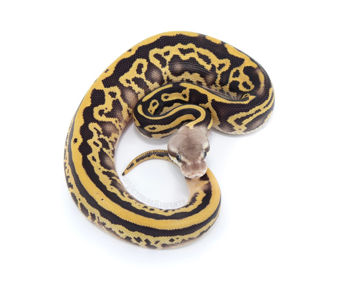Super Firefly Ball Python