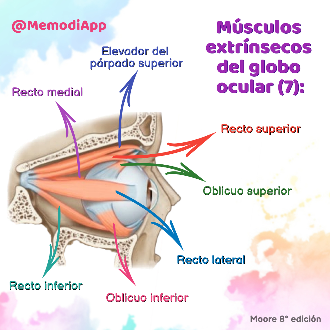Recto Superior Del Ojo