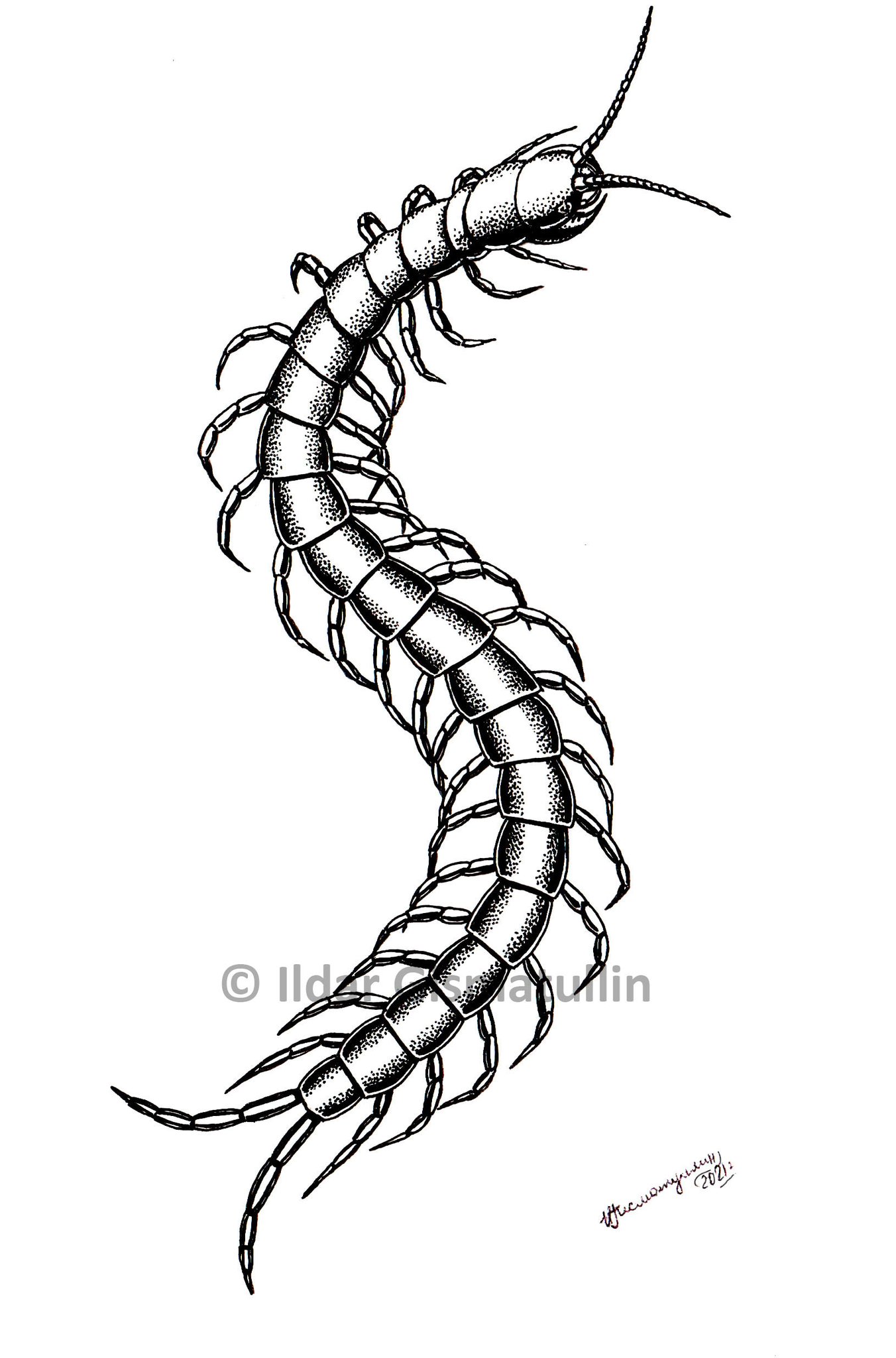 Millipede Drawing