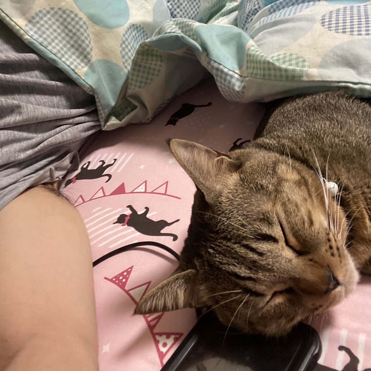 ニャンピョウ (@nyanpyou_rs) | Twitter