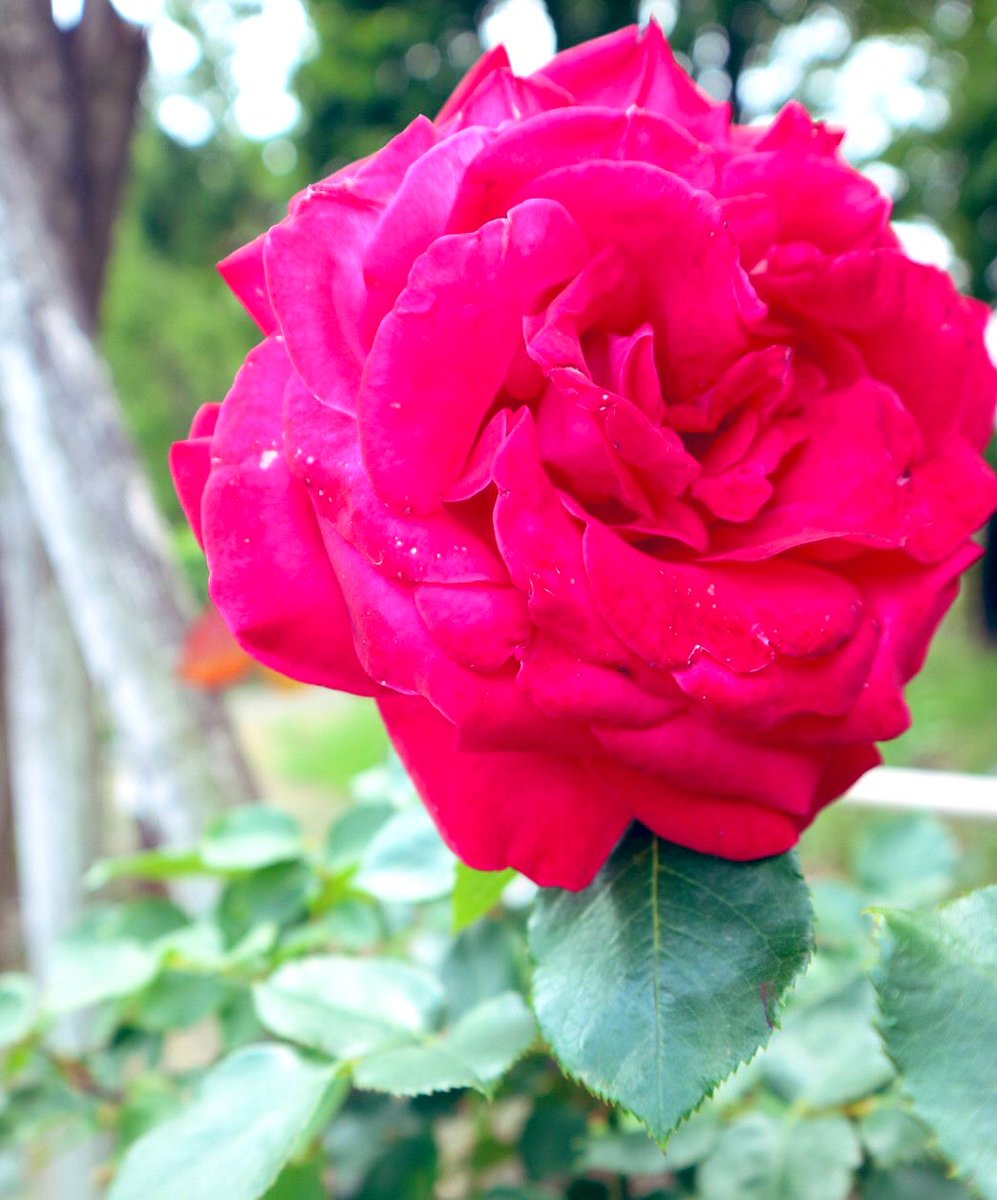 グッドベアー (@GoodBear_168) | Twitter