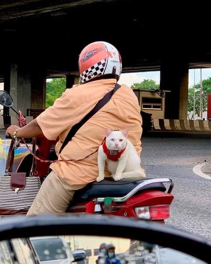 vegan suet for the soul (@parasuet) | Twitter