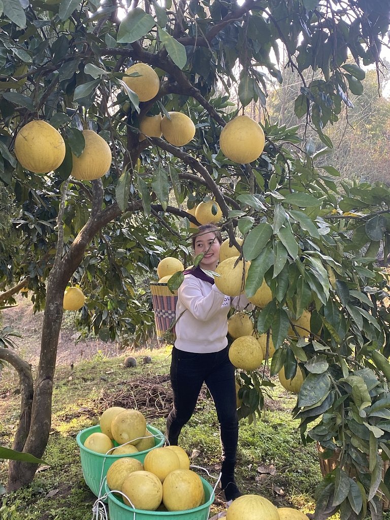 Honey Pomelo Tree