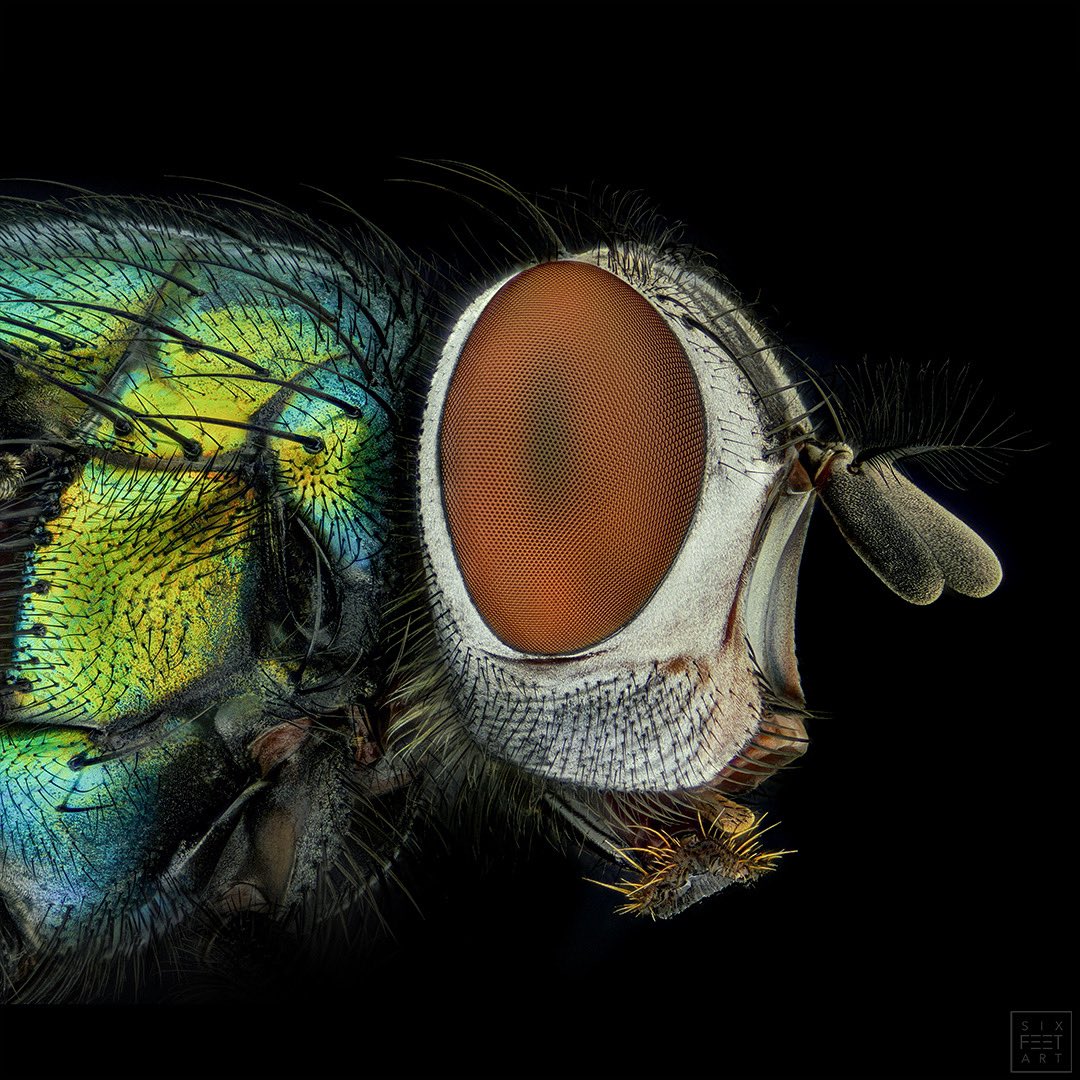 The incredible colours of the common green bottle fly : r/DiscoverEarth