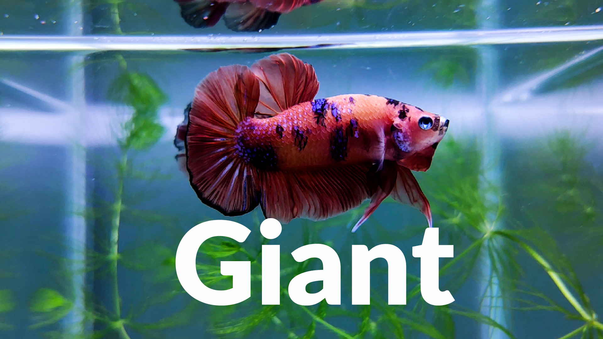 Biggest Betta Fish Ever Recorded How To Set Up A Beautiful Betta Fish