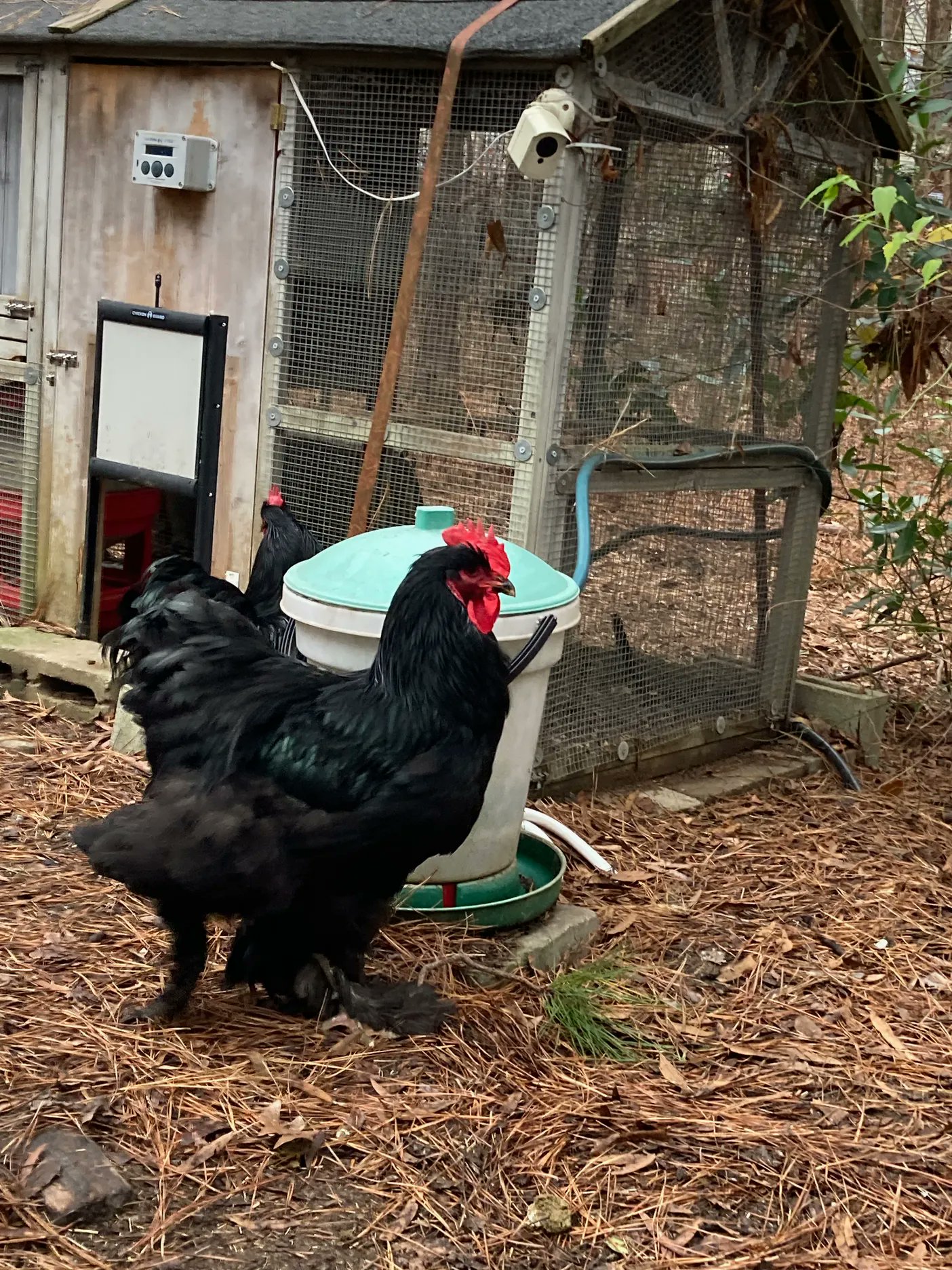 The Top 18 Chicken Breeds For Your Backyard Flock Homestead, 60% OFF