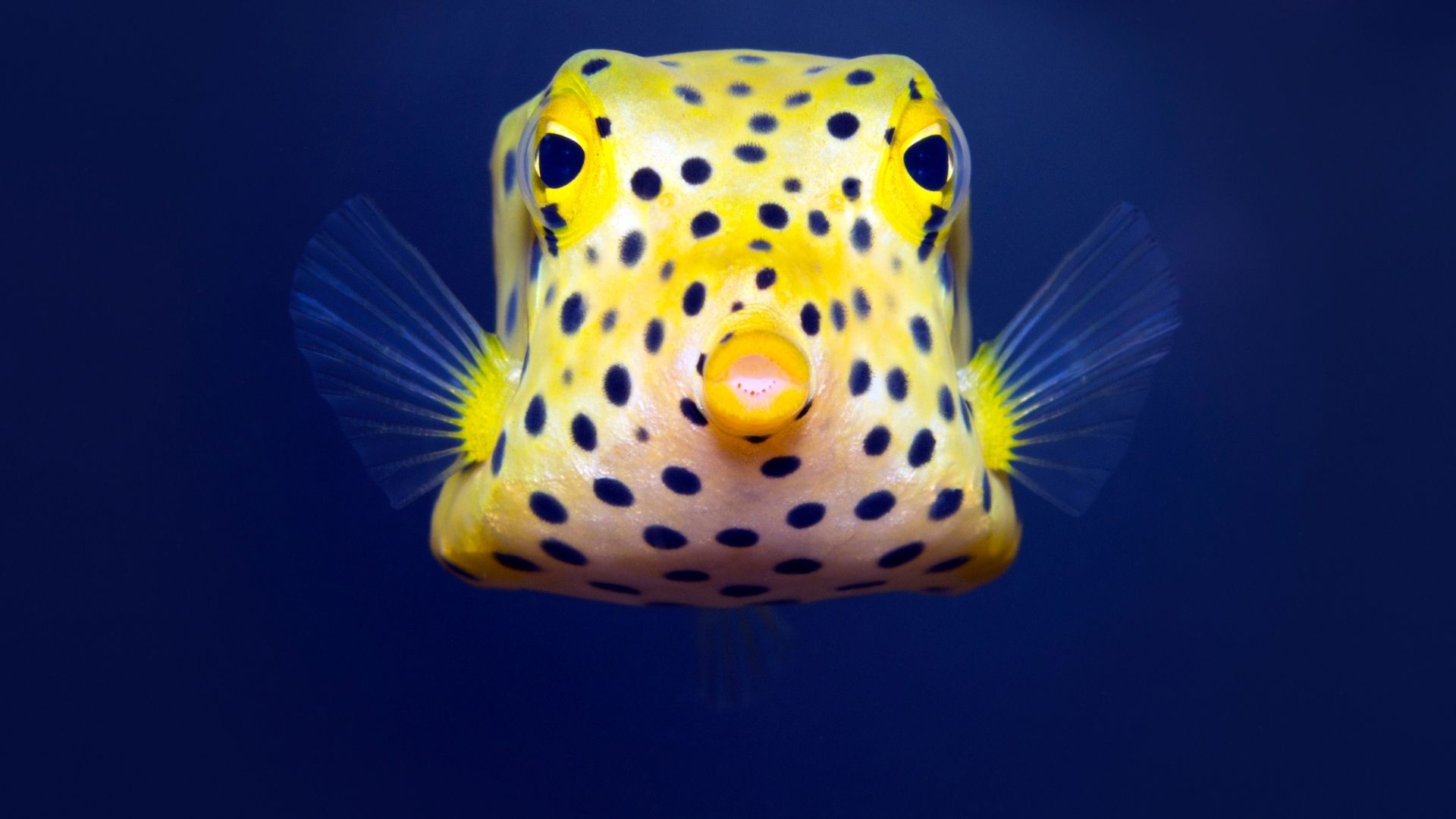 Boxfish Car