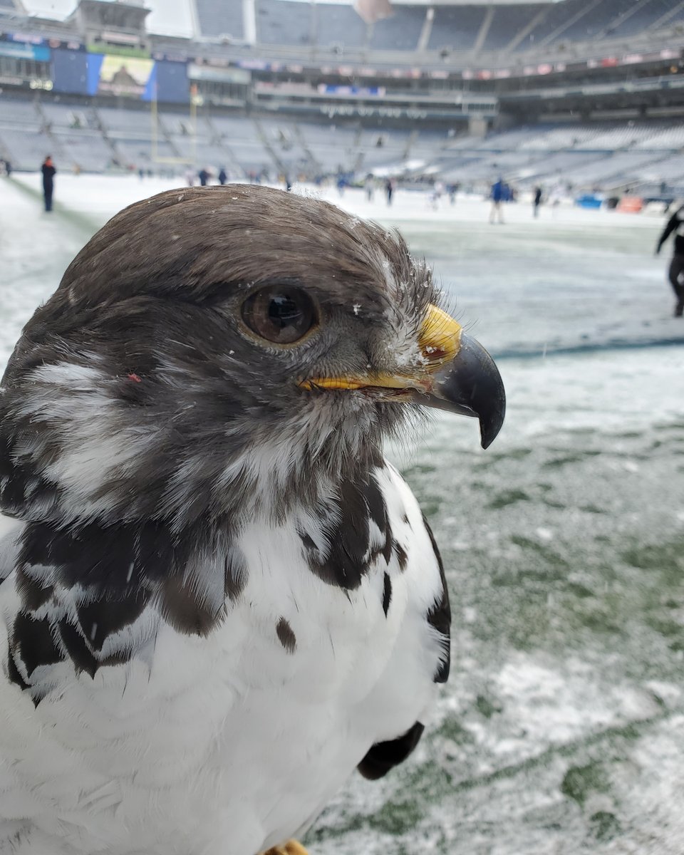 Seahawks Bird Eating