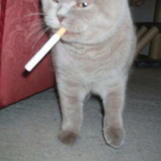Cat Smoking Cigarette
