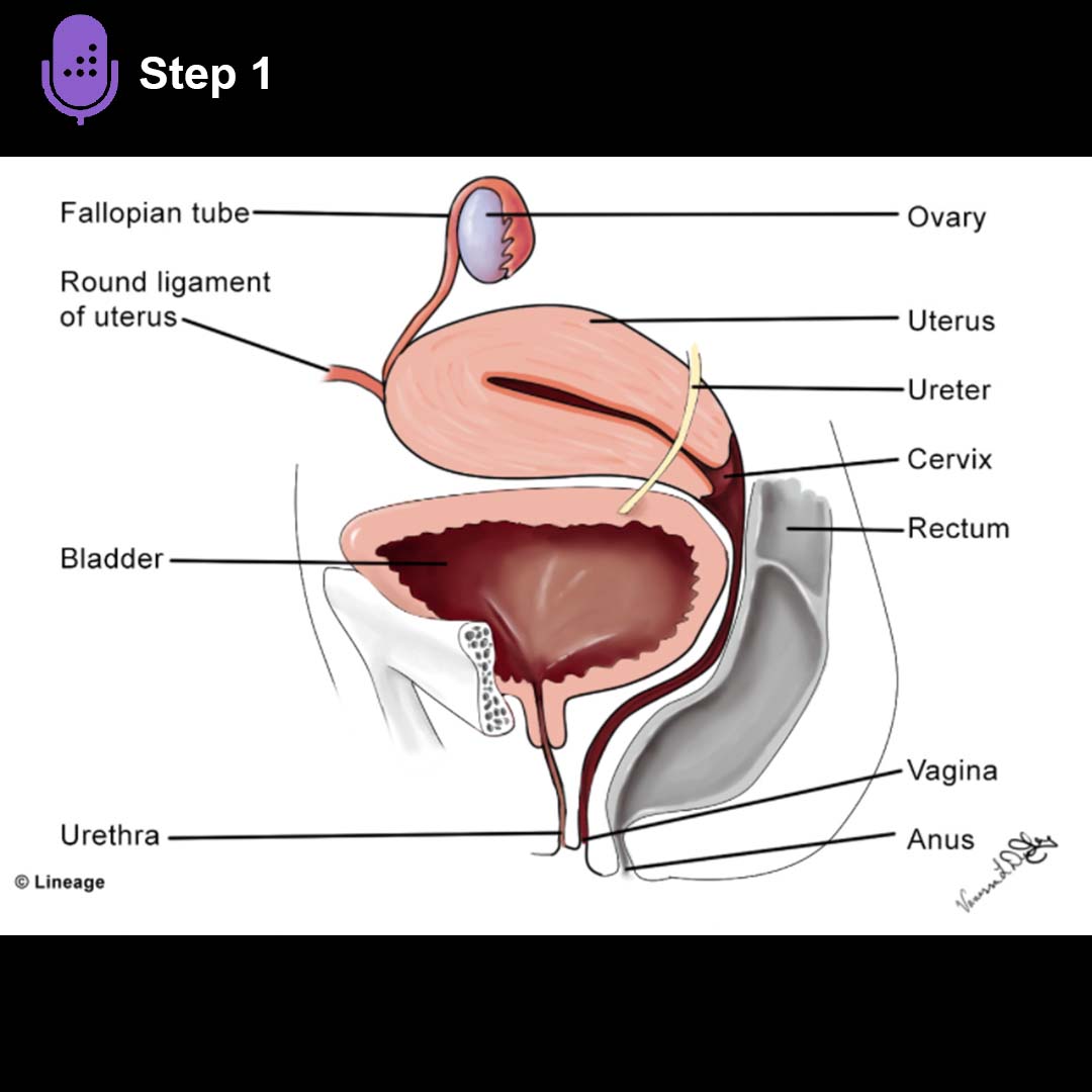 Fornix Uterus
