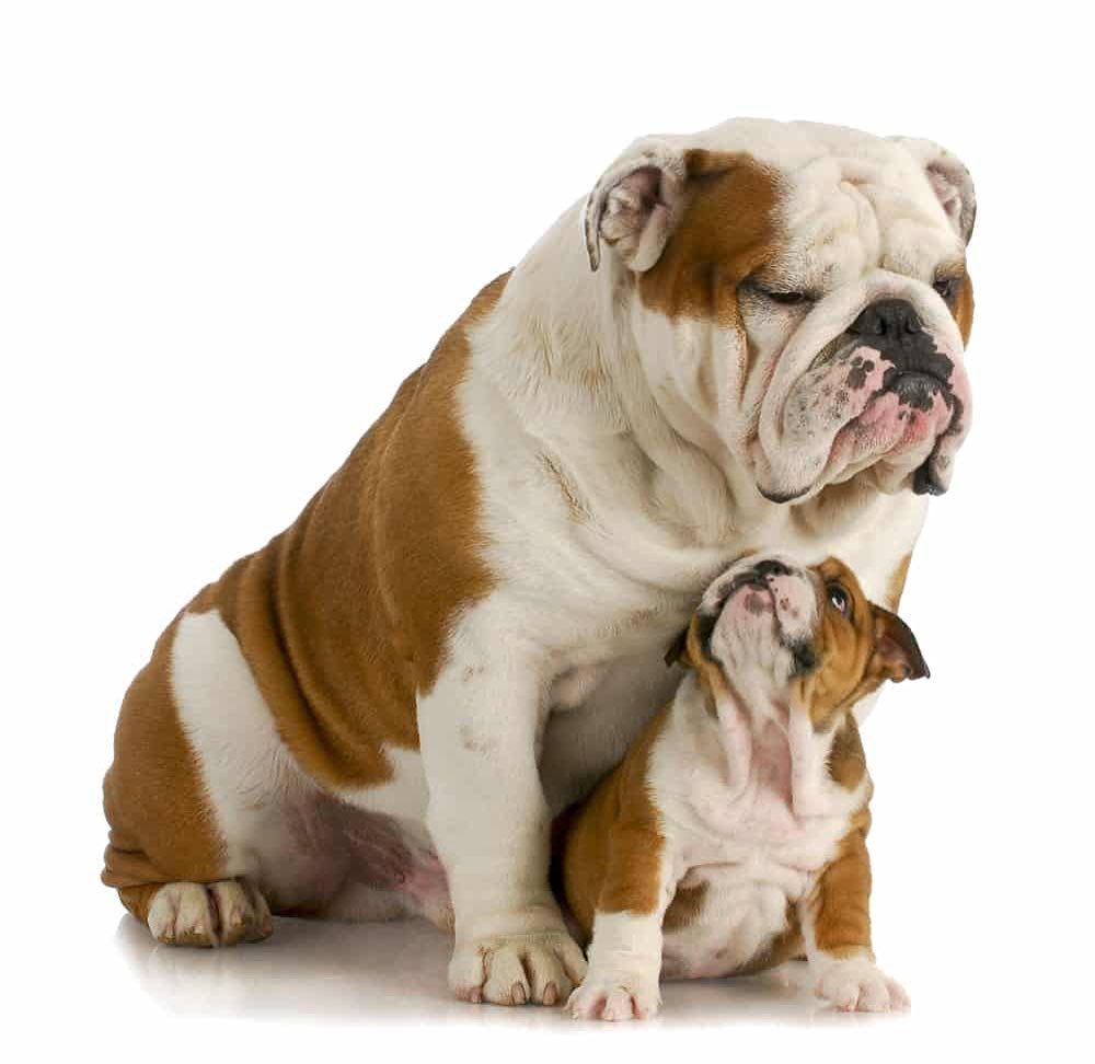 Are English Bulldogs Strong Dogs