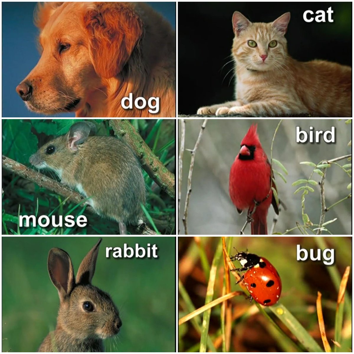 Baby Einstein Baby Dolittle Neighborhood Animals