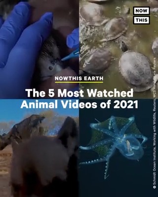From the glass octopus caught on camera to Brood X, here are the top ...
