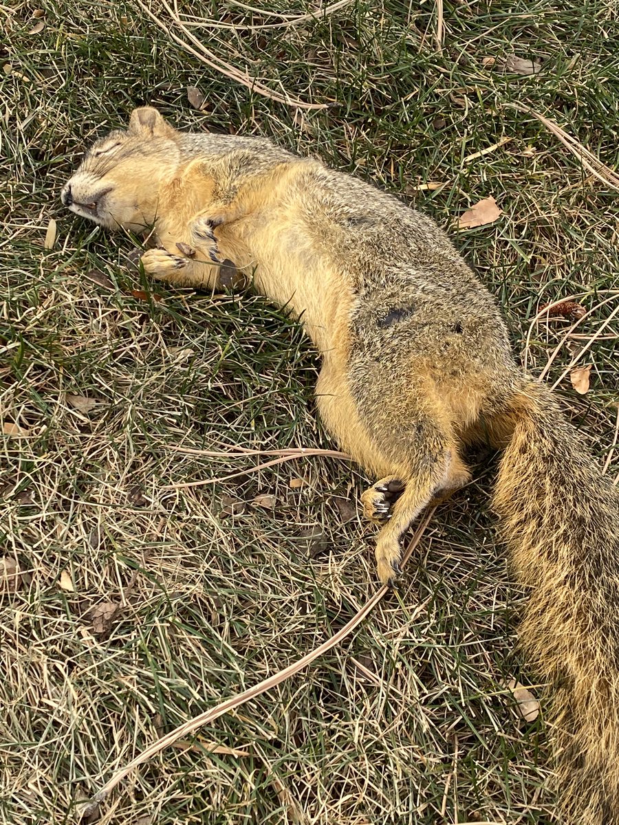 Biggest Squirrel Ever Killed