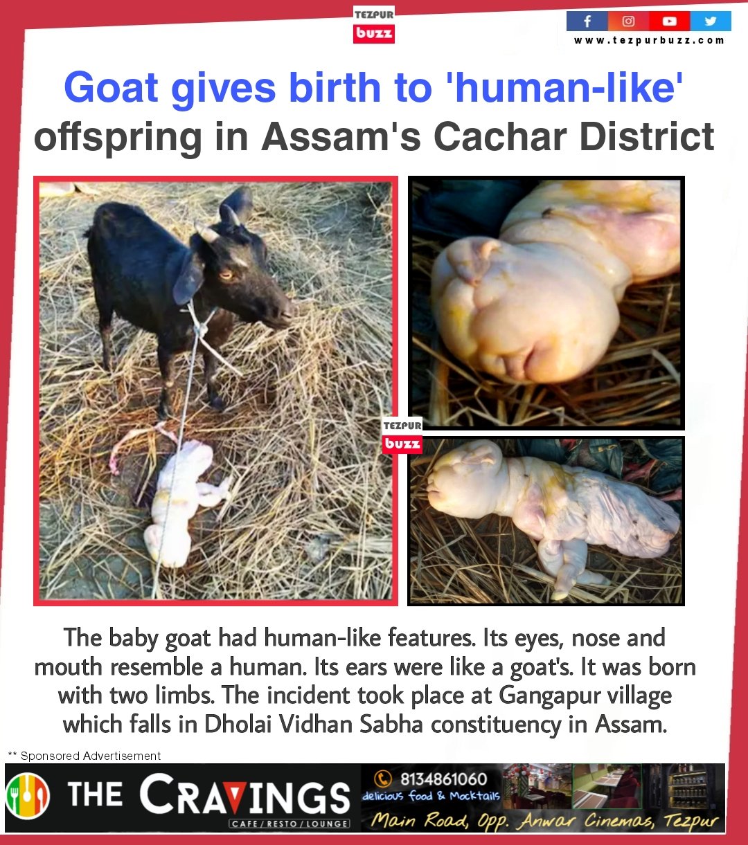 Goat Giving Birth To A Human