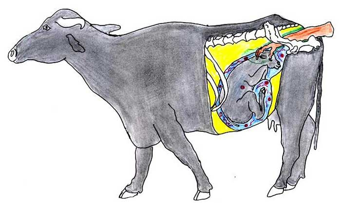 Female Minotaur Udder