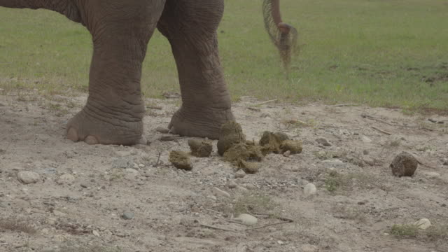 Lion Poop Gif