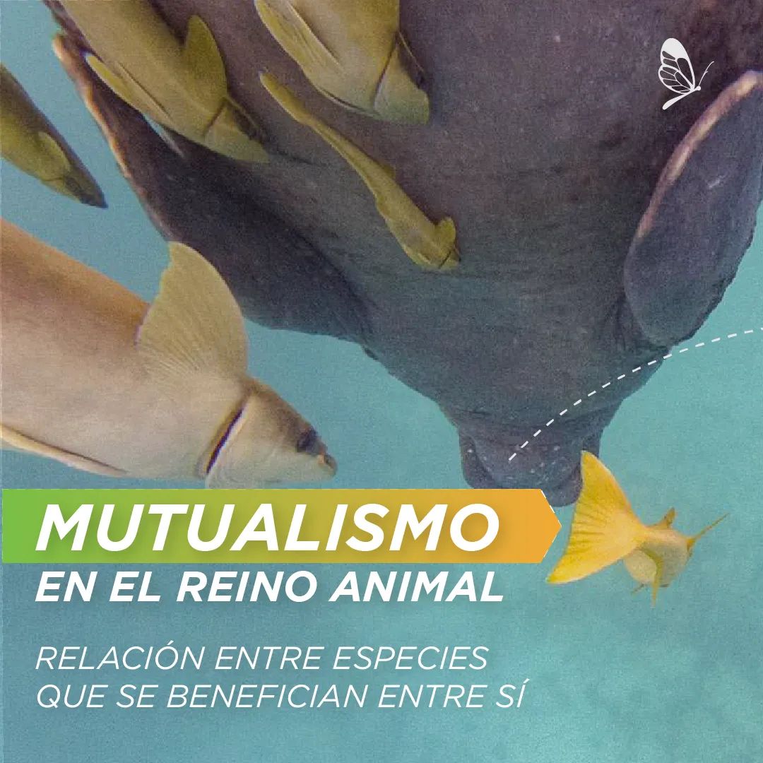 Mutualismo