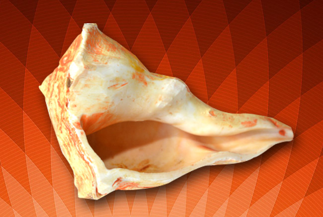 #conch #शंख #शंखनाद A conch or Shankh is deeply rooted in Hinduism. It ...