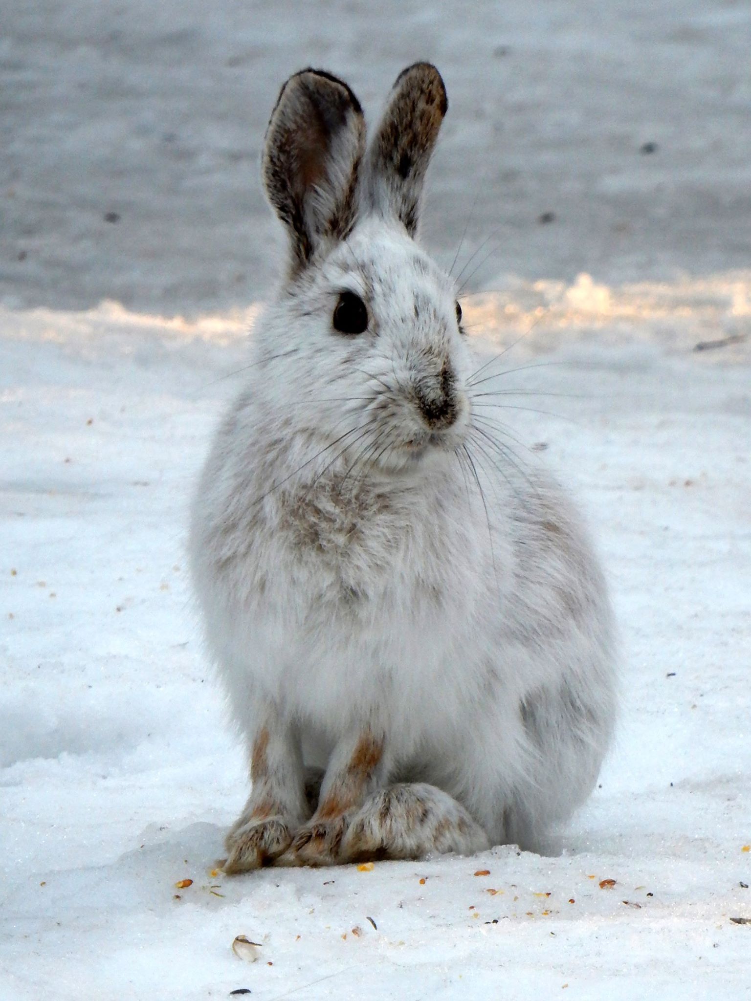 Snowshoe Rabbit In The Taiga